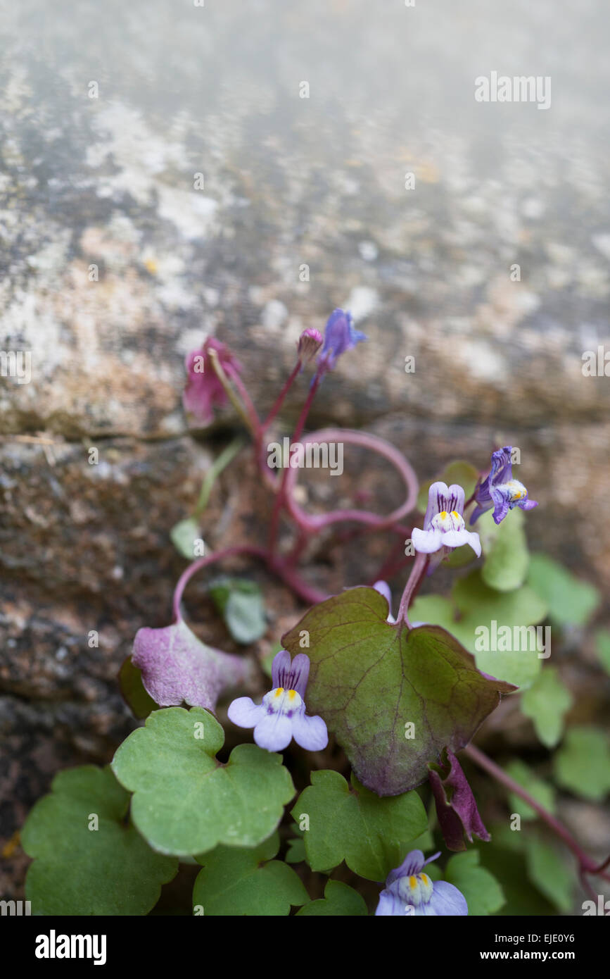 Simple single flower photograph hi-res stock photography and images - Alamy