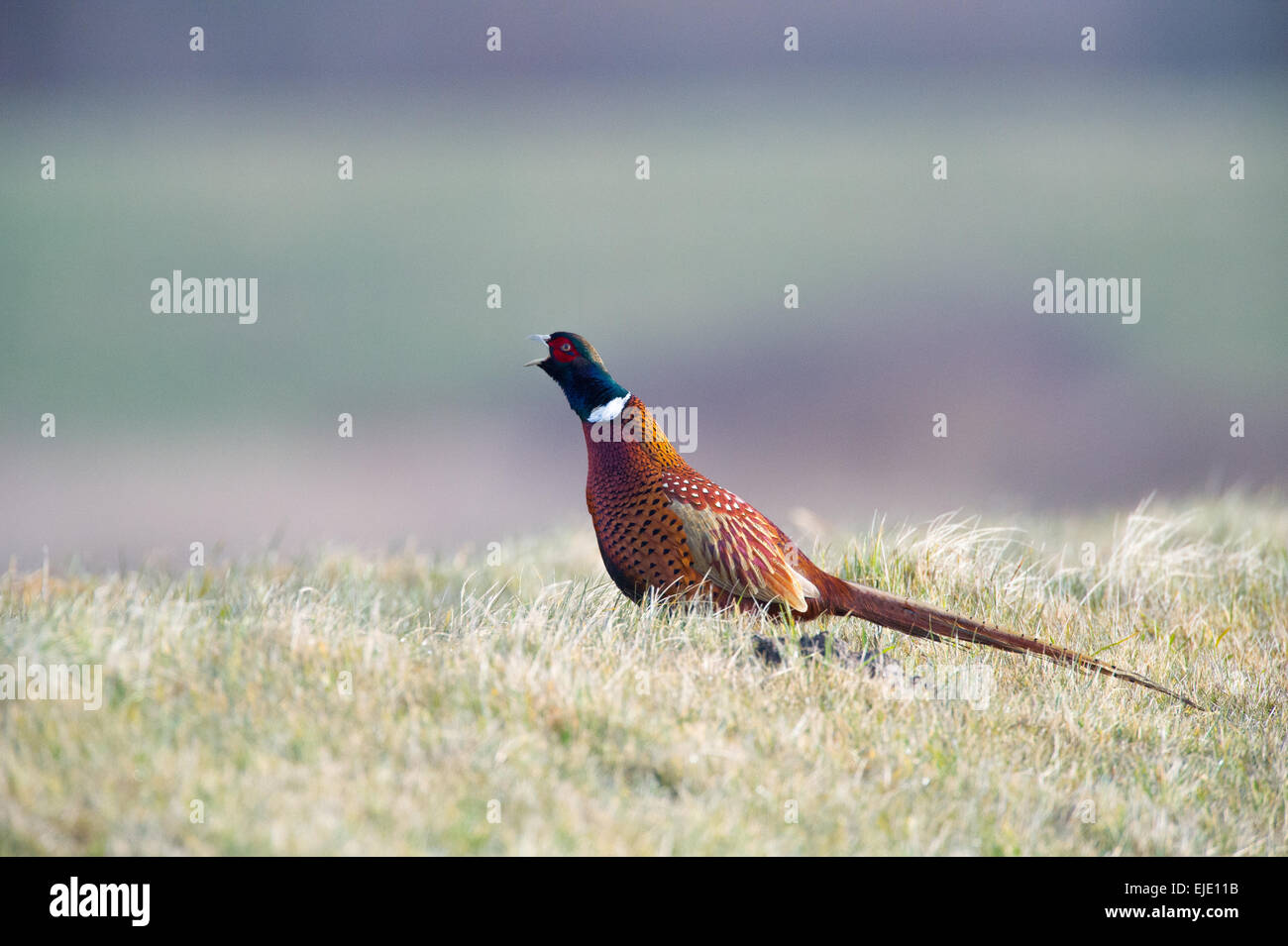 Pheasant side view hi-res stock photography and images - Alamy