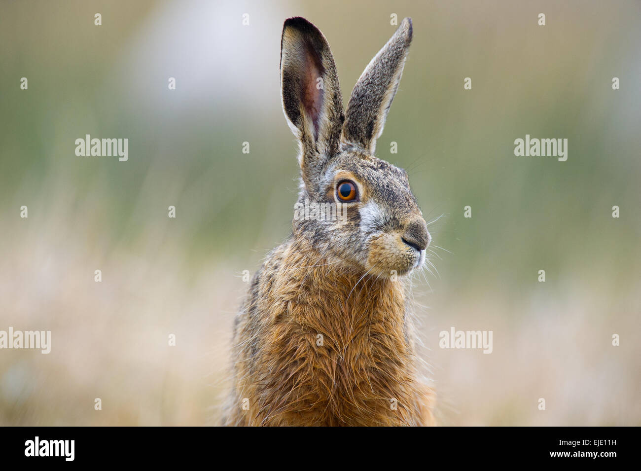 Hare front view hi-res stock photography and images - Alamy