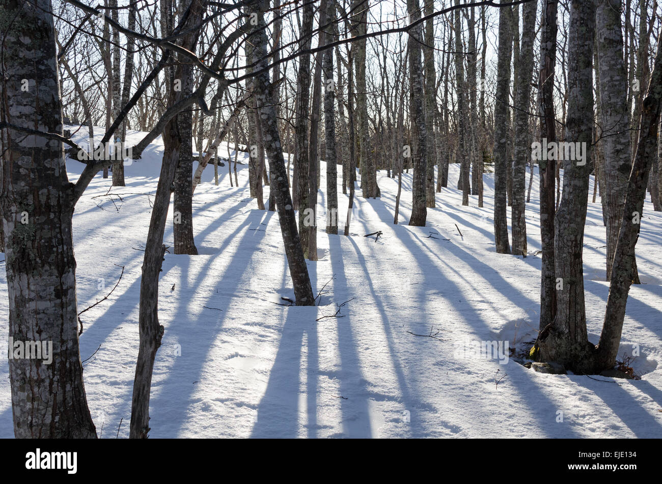 Desert oak trees hi-res stock photography and images - Alamy