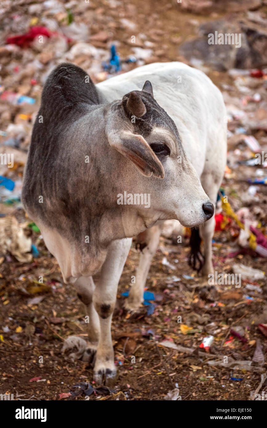 Hindu cow hi-res stock photography and images - Alamy