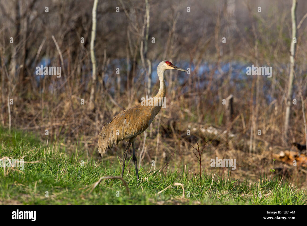 Crane walk hi-res stock photography and images - Alamy