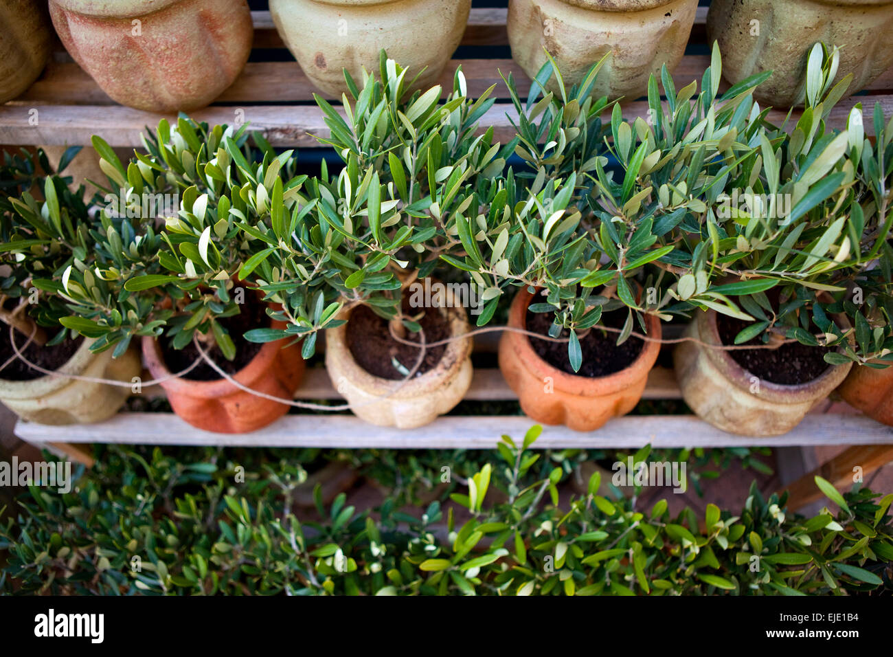 Young Olive trees on a terrace in provence Stock Photo - Alamy