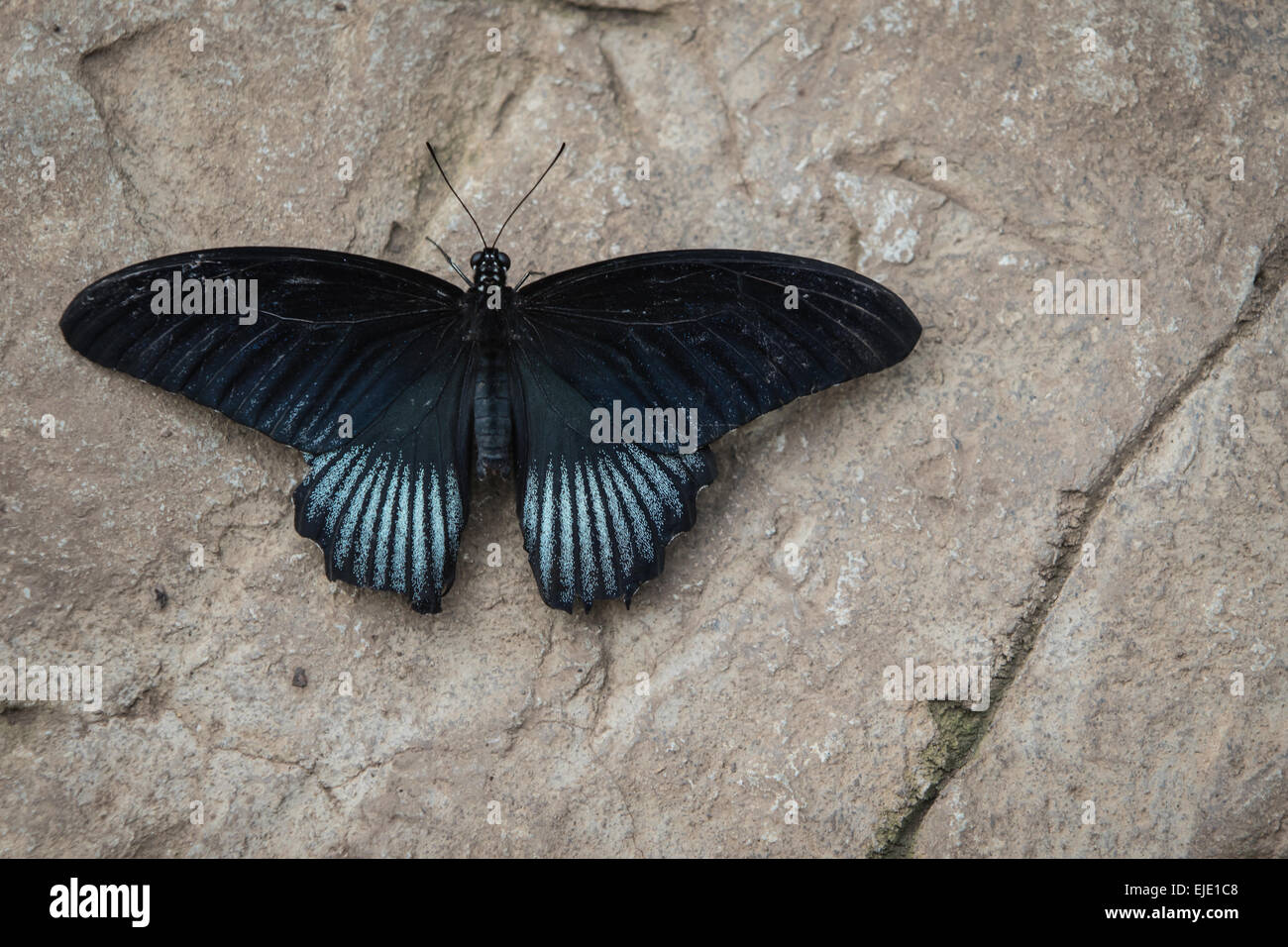 Great Mormon Butterfly Stock Photo - Alamy