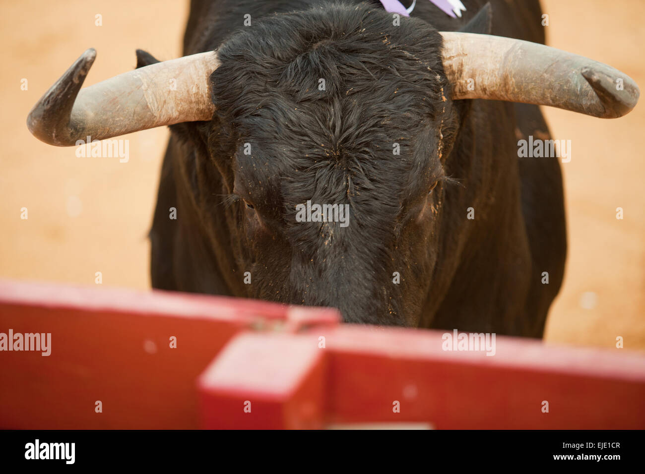 Fighting bull head detail from the bullring barrier. Power and danger ...