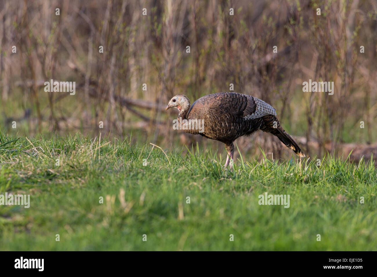 Eastern wild turkey - hen Stock Photo - Alamy