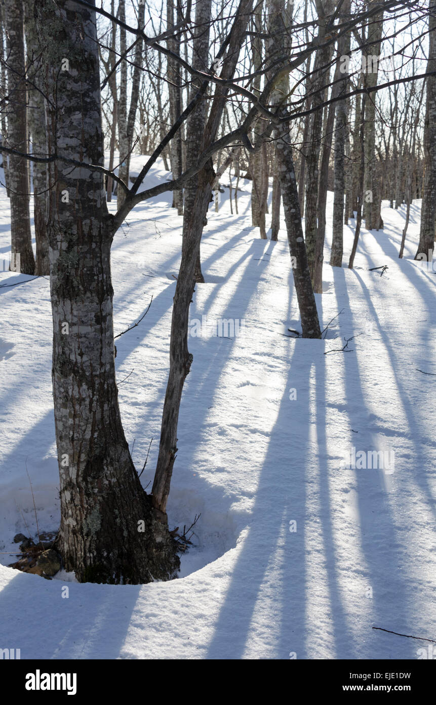 Desert oak trees hi-res stock photography and images - Alamy