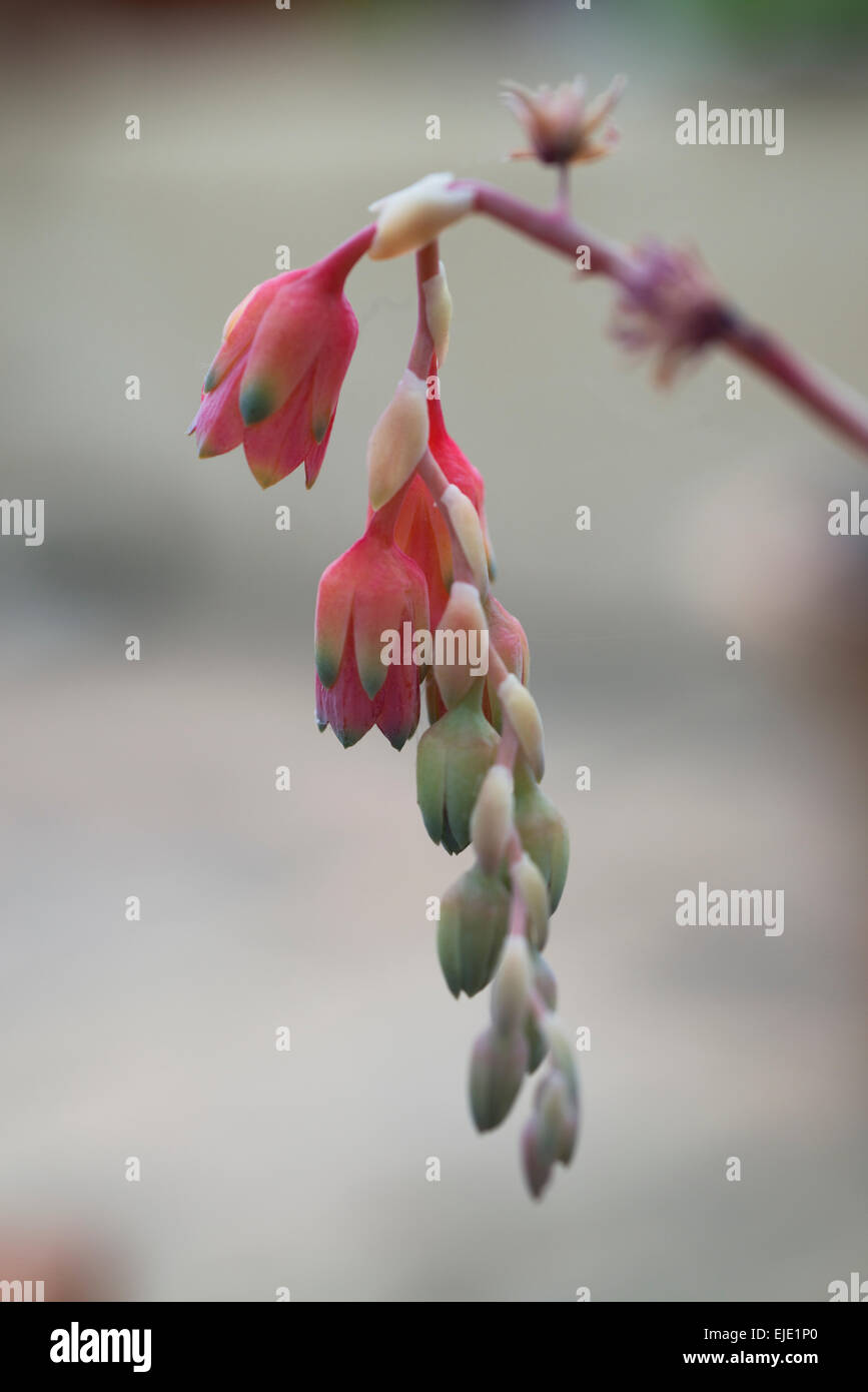 Fat plants hi-res stock photography and images - Alamy