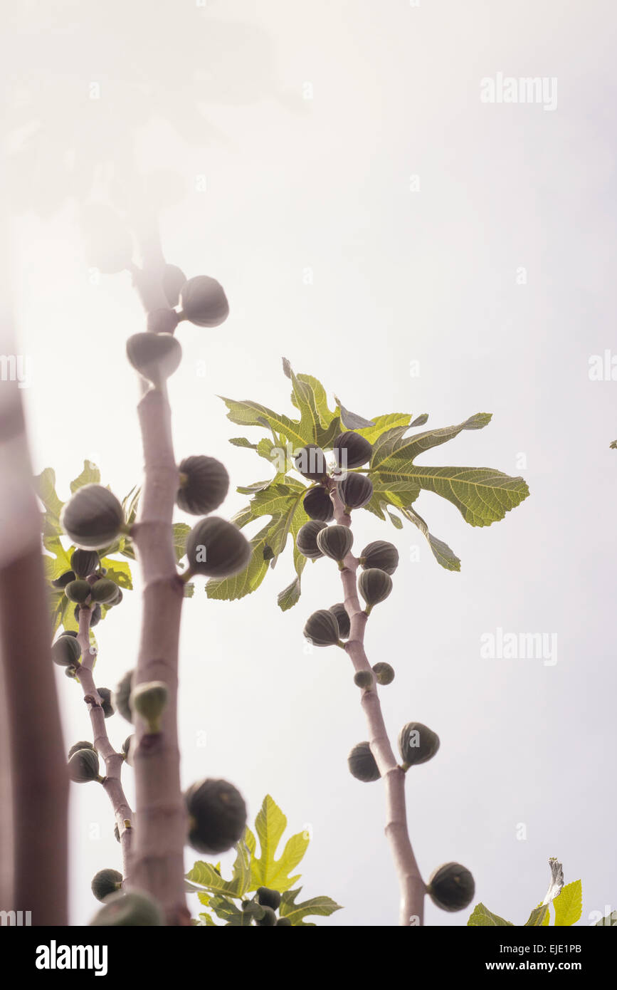 fig tree ficus fruit Stock Photo - Alamy