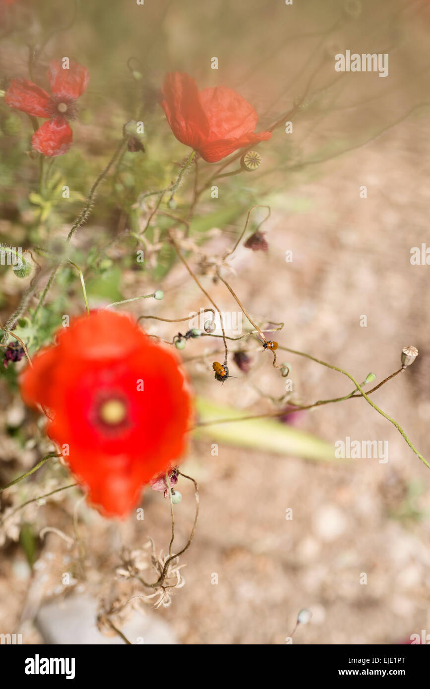 Simple red flower poppy hi-res stock photography and images - Alamy