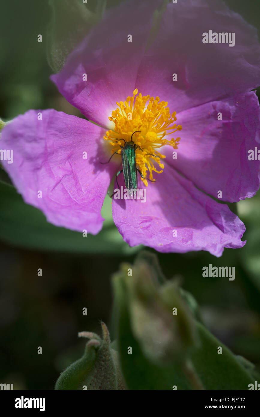bright rock rose flower Stock Photo - Alamy
