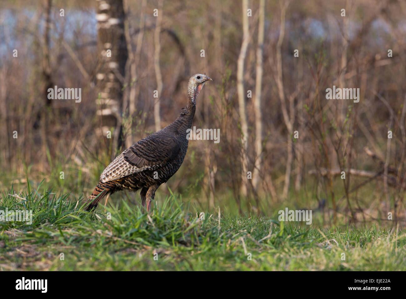 Eastern wild turkey - hen Stock Photo - Alamy