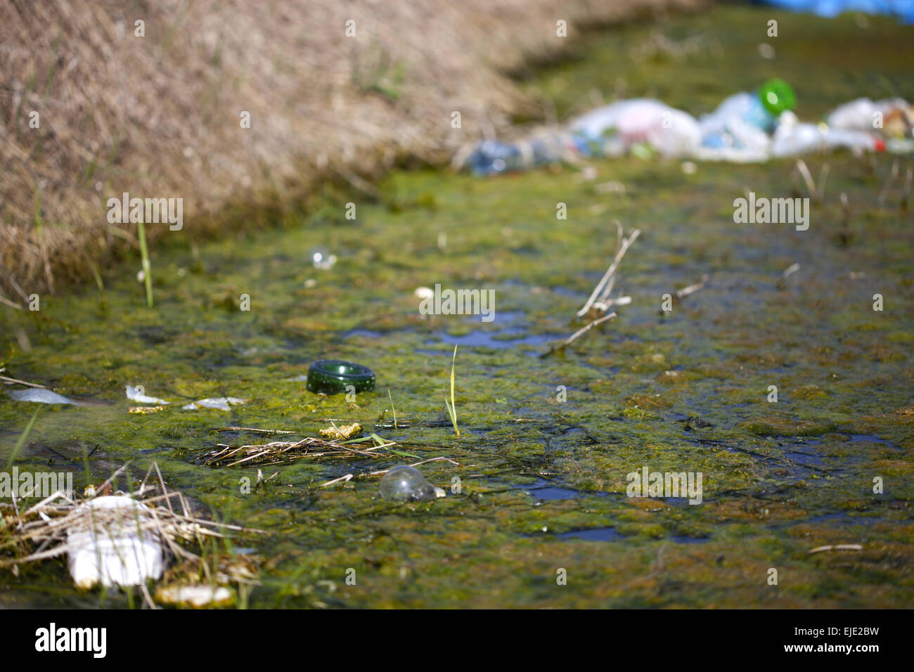 Polluted river with a selective focus on green water and a bottle in it ...