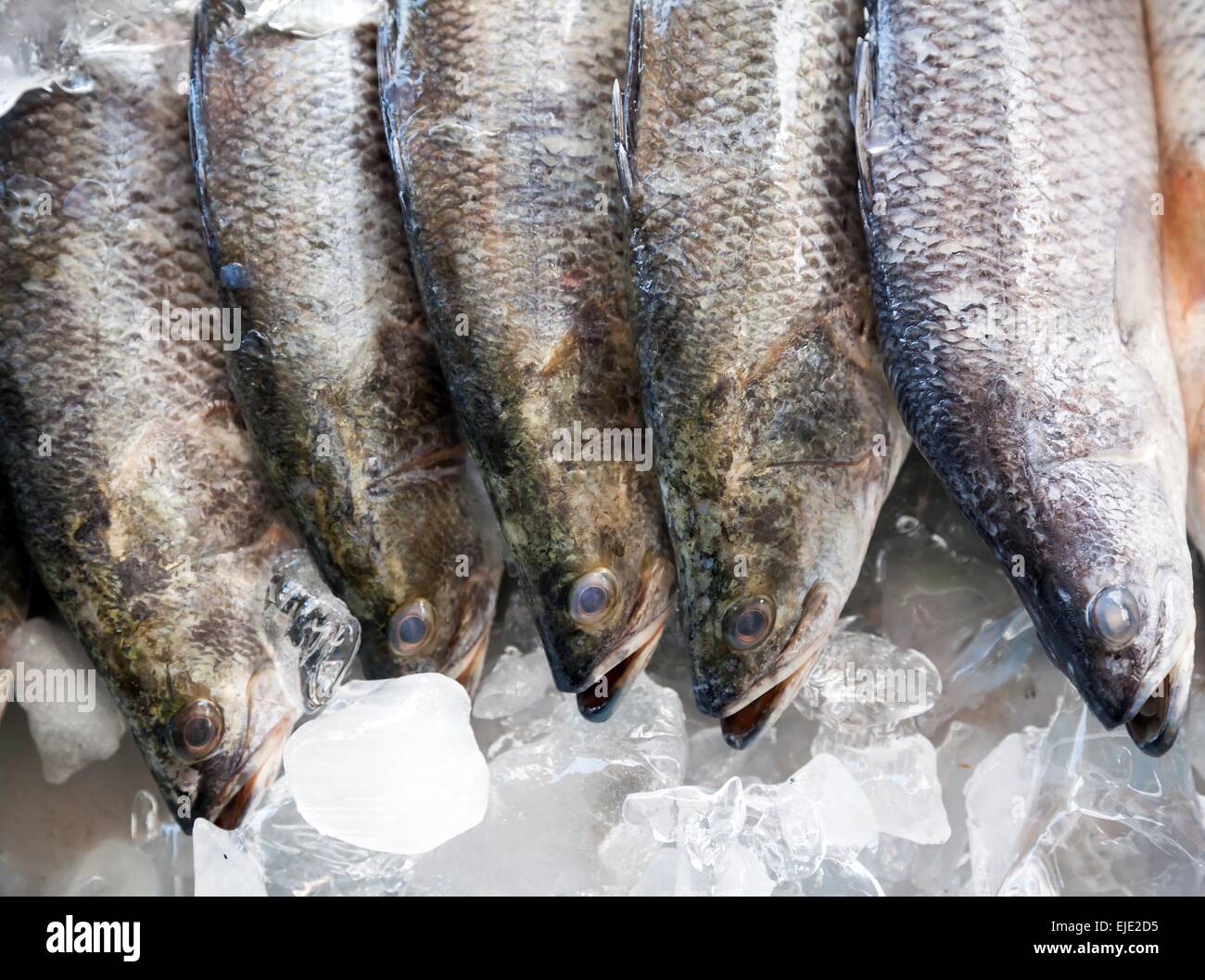 Fresh Seabass chilled on ice, raw seafood Stock Photo - Alamy