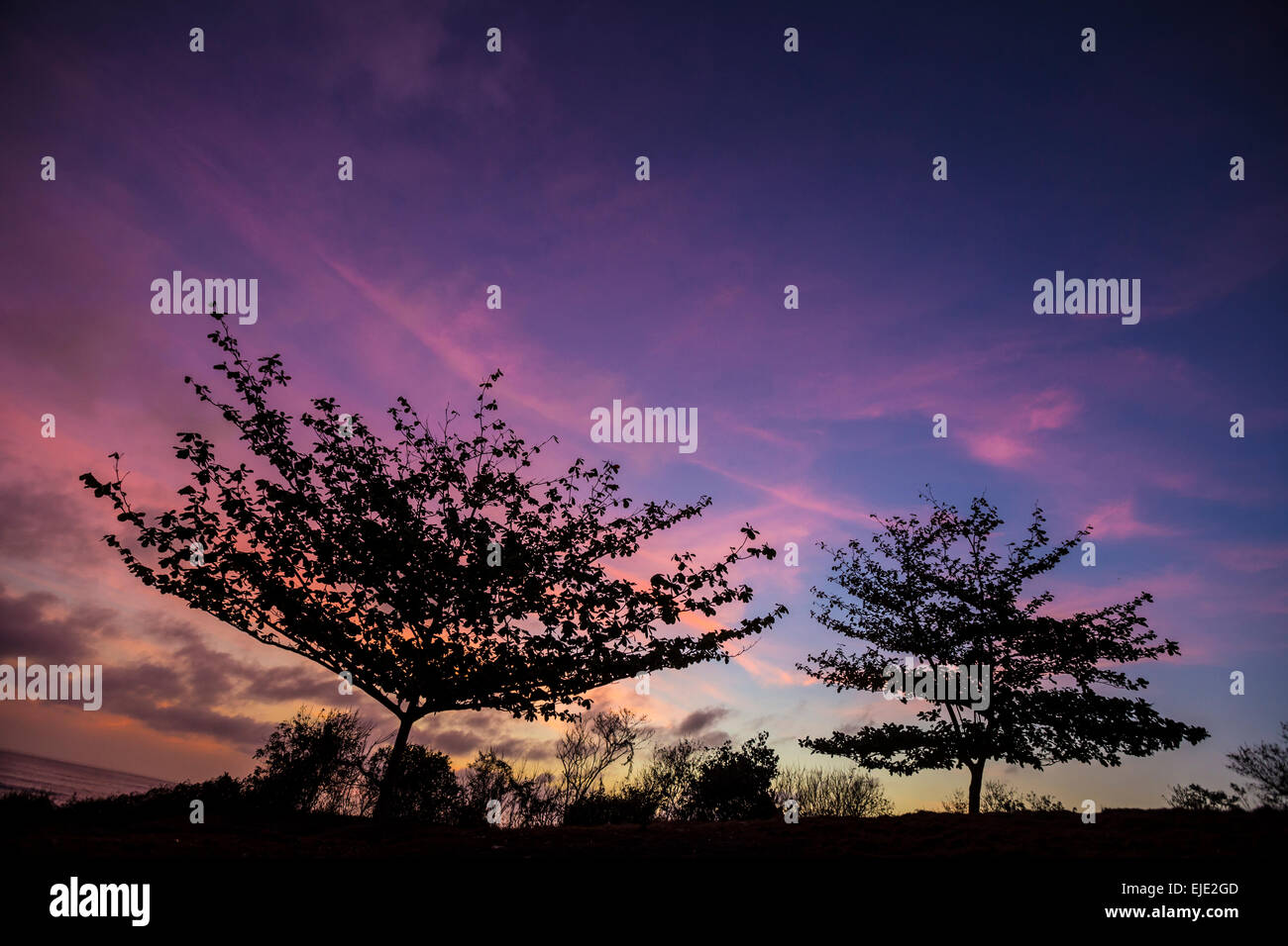 Two Silhouetted Trees at Sunset Time. Bali. Indonesia Stock Photo - Alamy