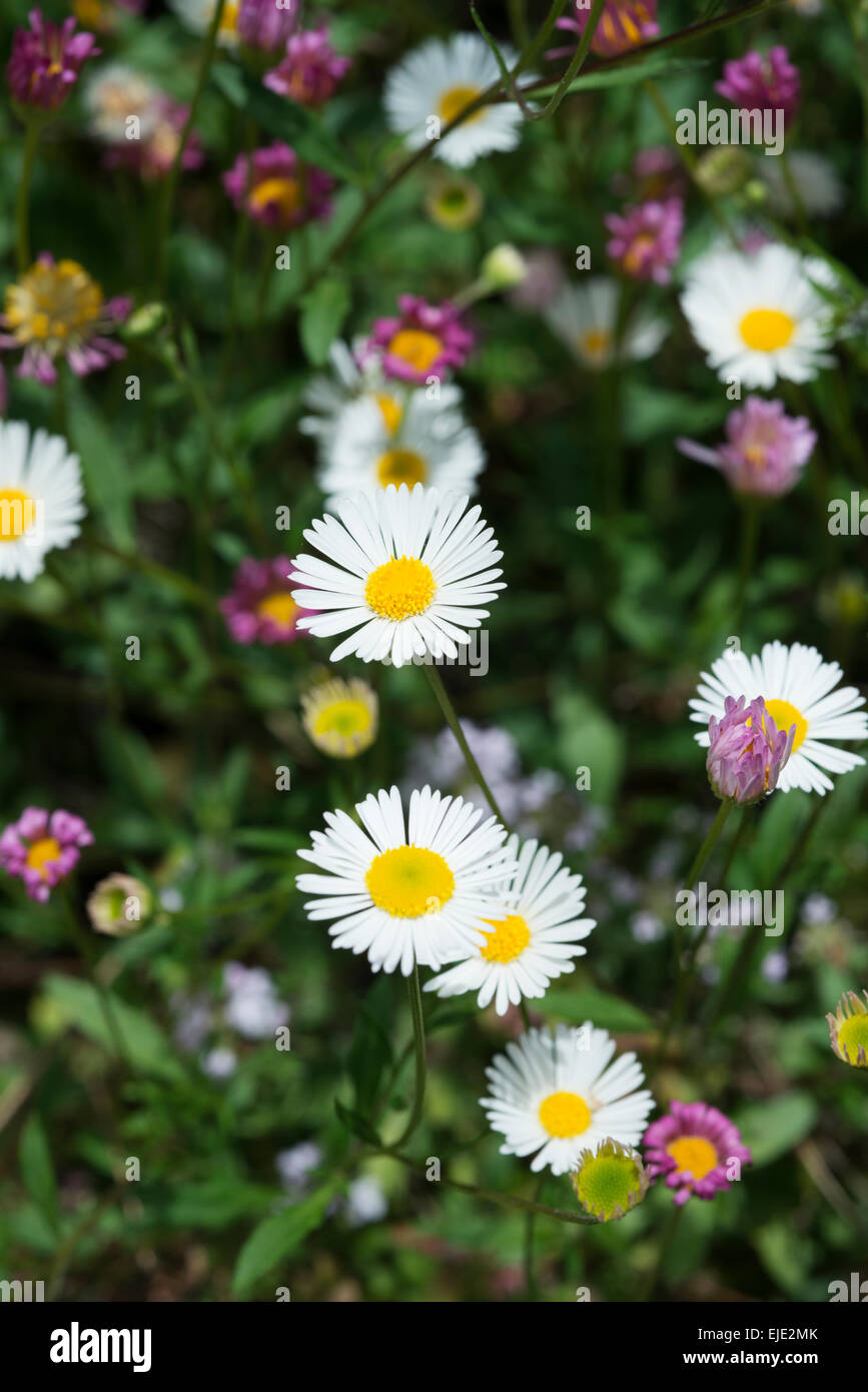 bright flower spring Stock Photo - Alamy