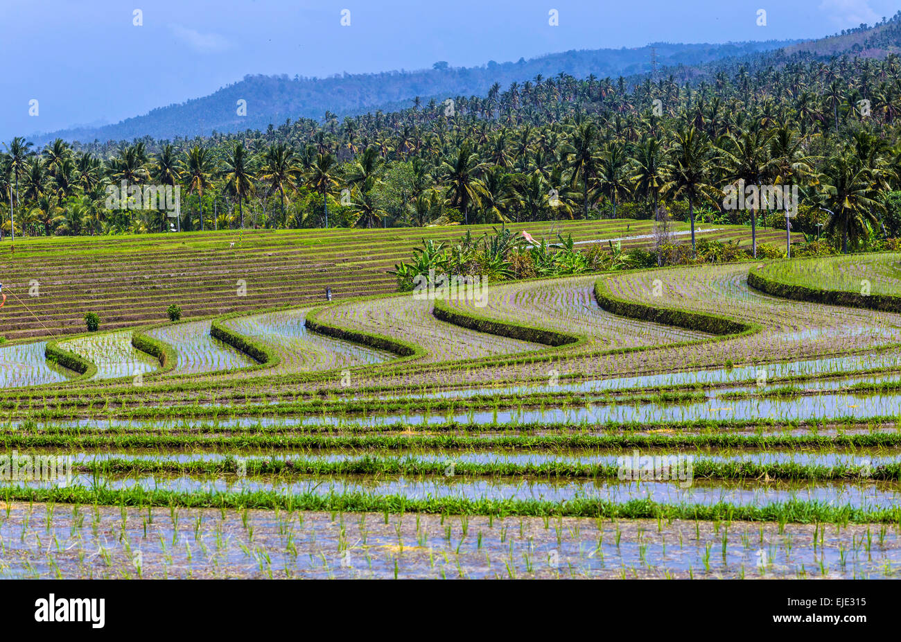 Rice Fields, Bali, Indonesia Stock Photo - Alamy