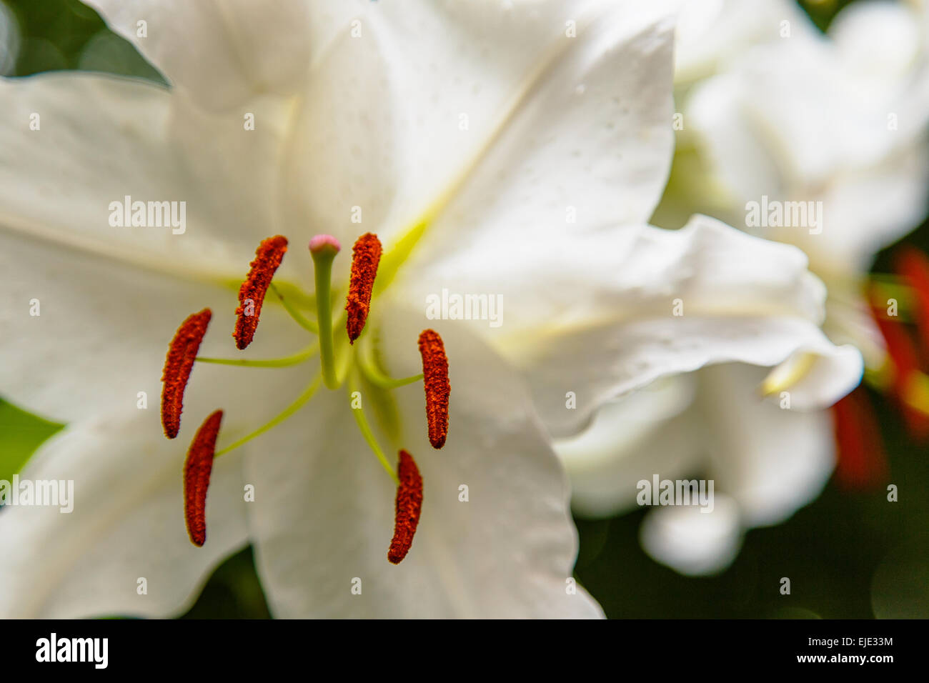 Natural blooming white lily flowers close up Stock Photo - Alamy