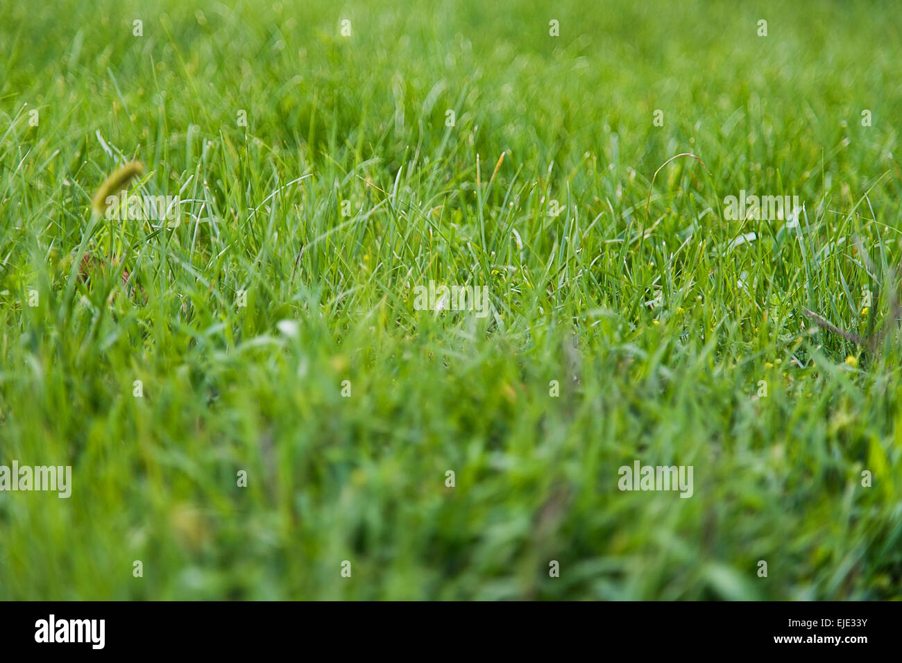 Close up of green grass texture background Stock Photo - Alamy