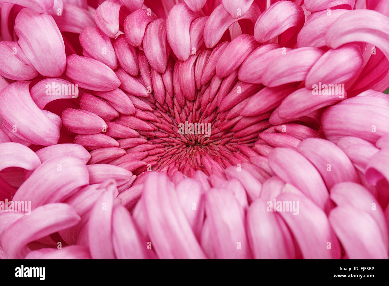 open pink flower close up Stock Photo - Alamy