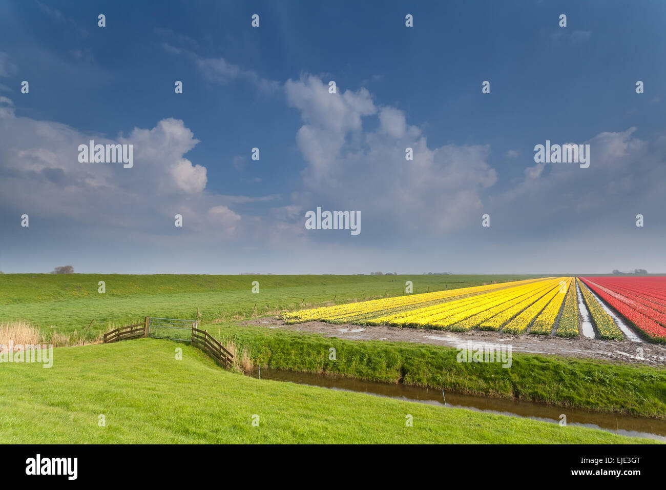 Dutch farmland with tulip field, North Holland Stock Photo - Alamy