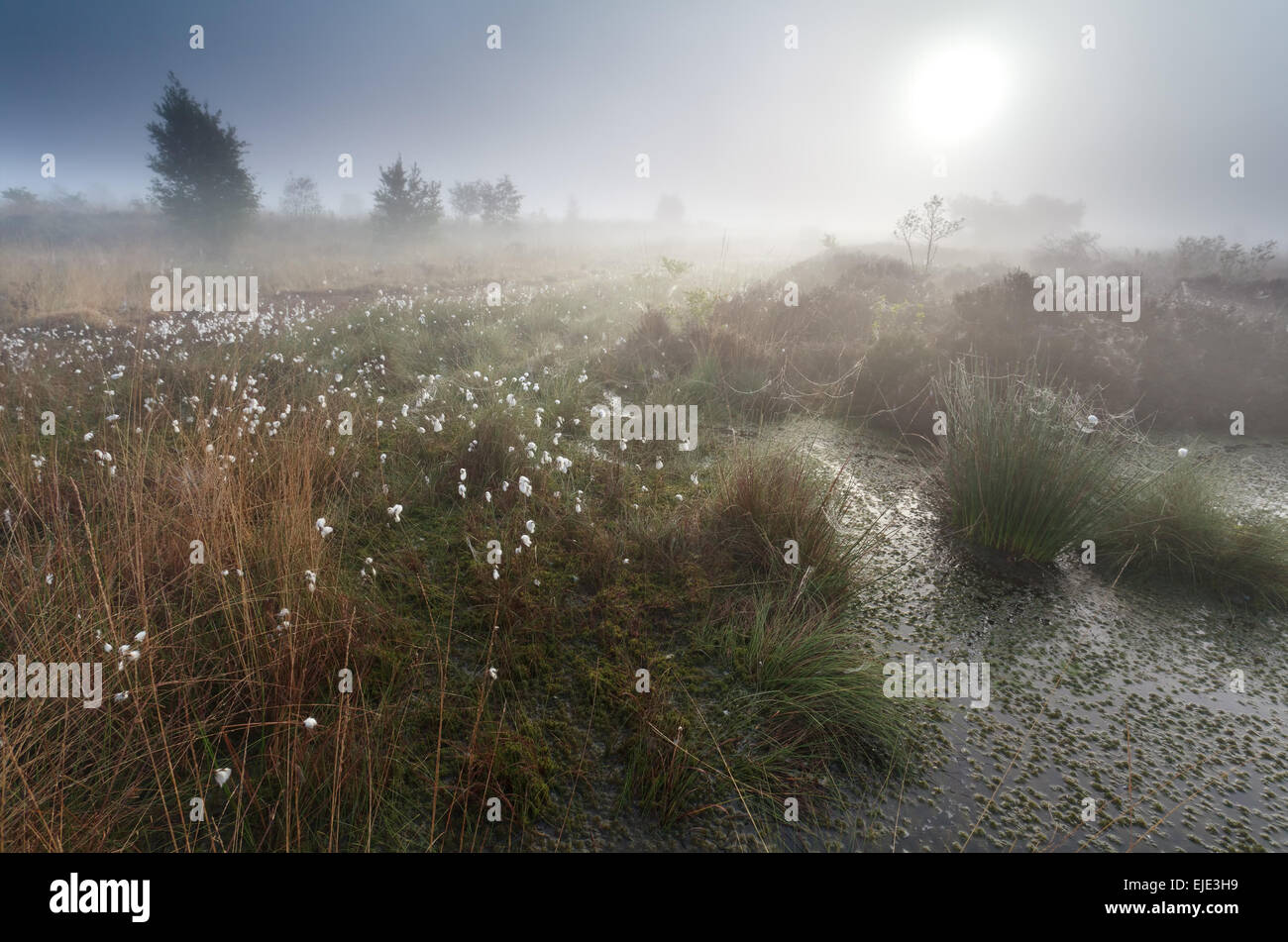 misty summer sunrise on swamp, Drenthe, Netherlands Stock Photo - Alamy