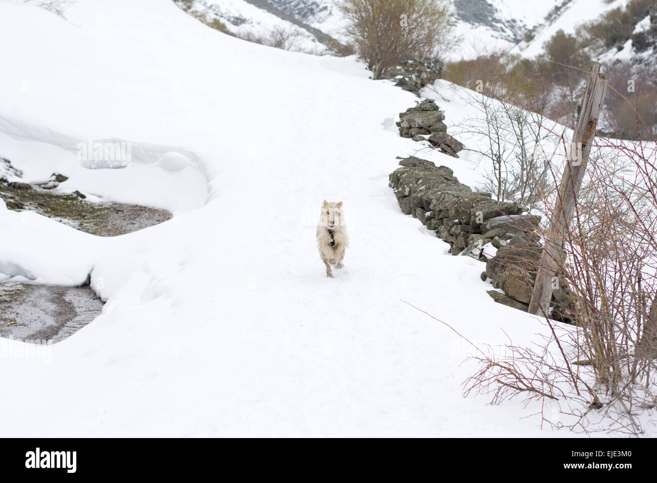 Running fox terrier hi-res stock photography and images - Alamy