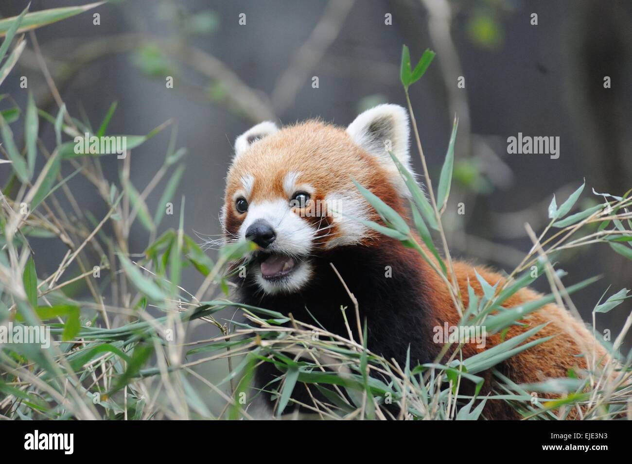 Red Panda in Darjeeling, India Stock Photo - Alamy