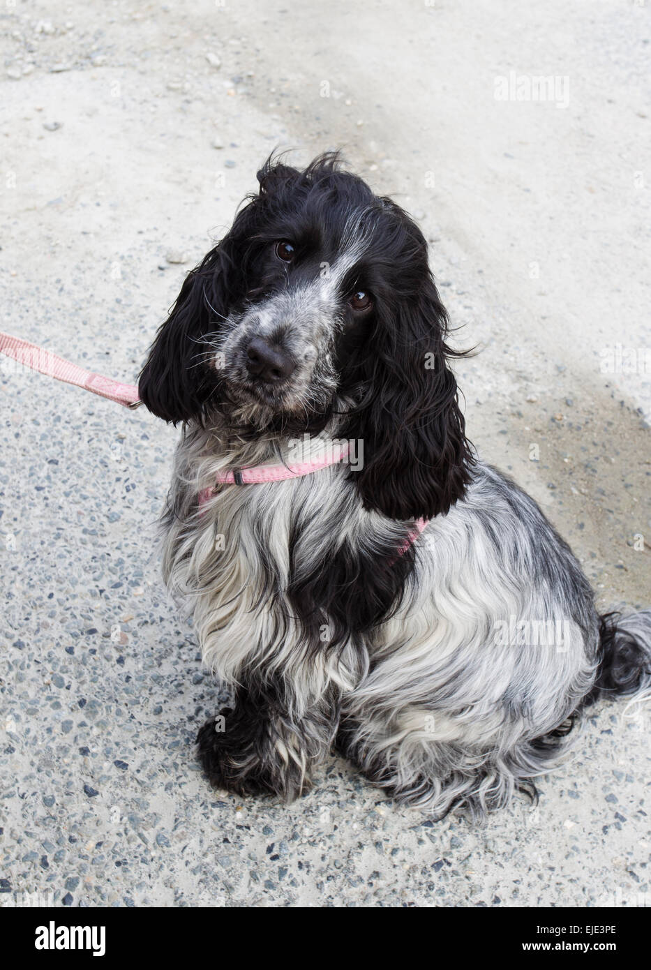 A blue roan cocker spaniel showing her beautiful long ears Stock Photo ...