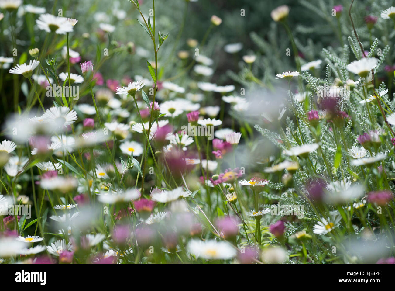 bright flower spring Stock Photo - Alamy