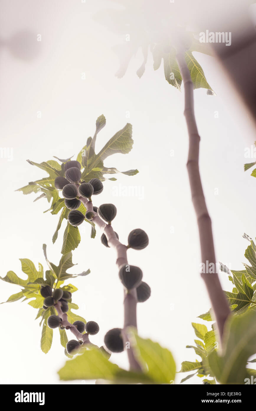 fig tree ficus fruit Stock Photo - Alamy