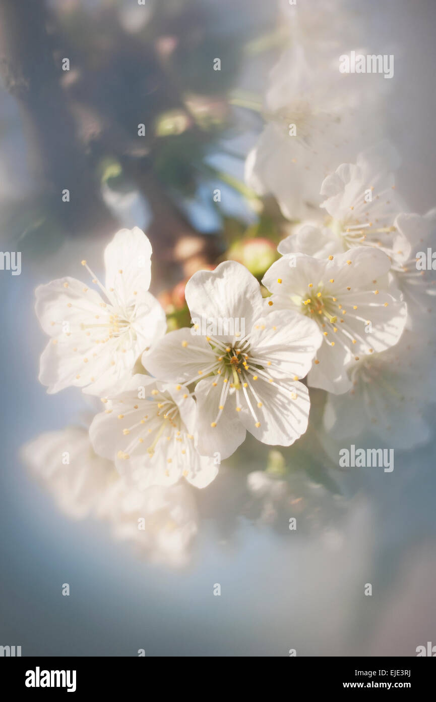 White cherry tree hi-res stock photography and images - Alamy