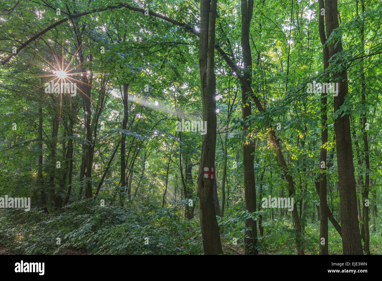sunrise in forest Stock Photo - Alamy
