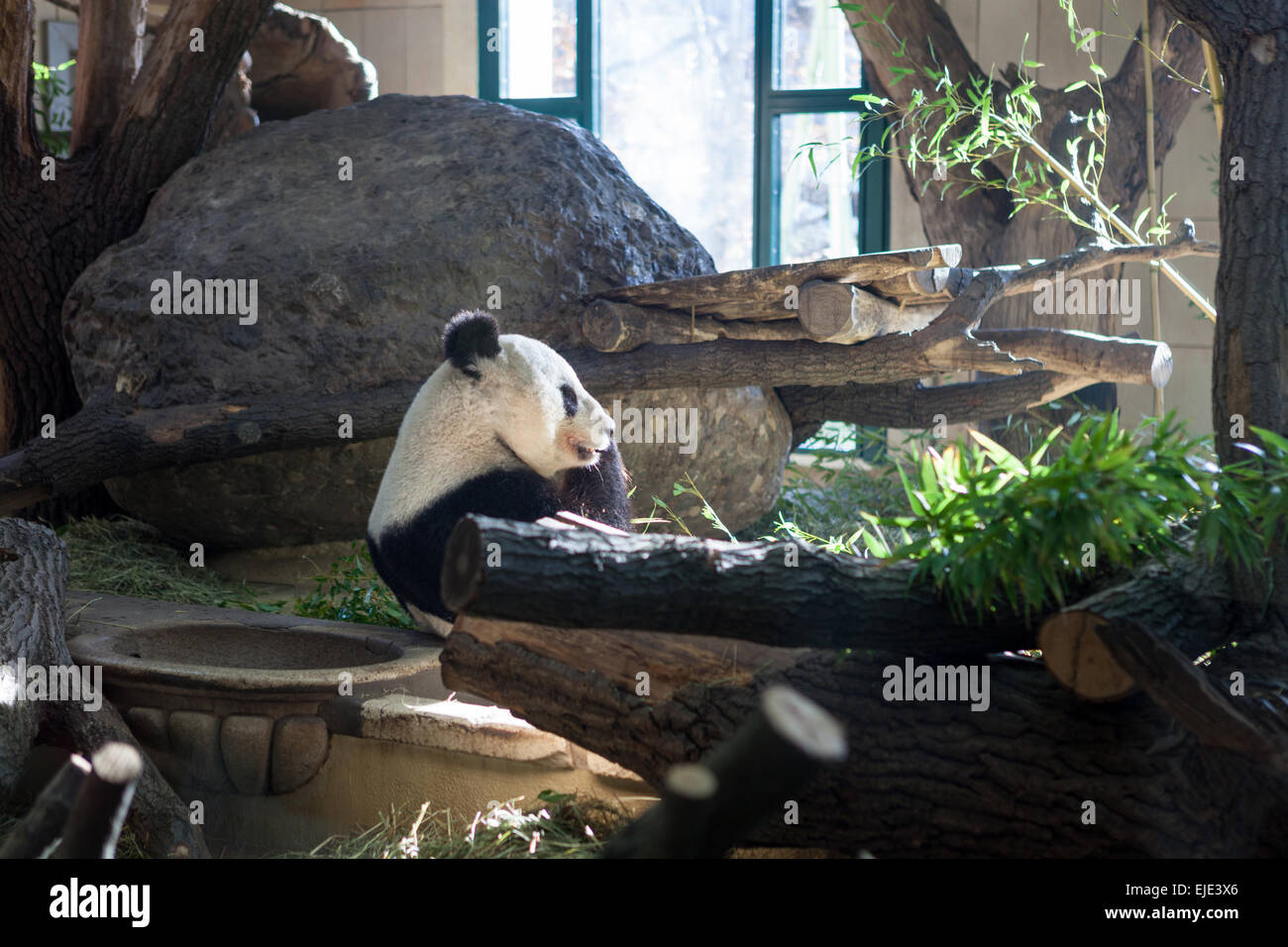 Bamboo eating animals hi-res stock photography and images - Alamy