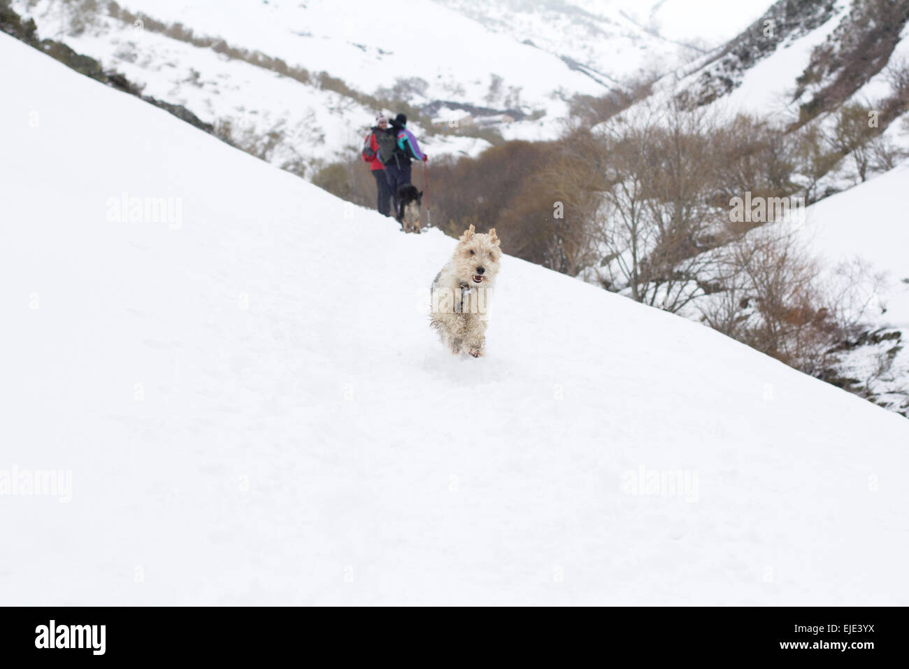 Running fox terrier hi-res stock photography and images - Alamy