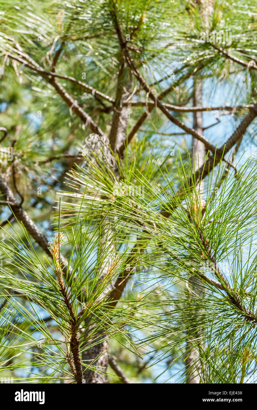 Pine Tree Background Stock Photo - Alamy