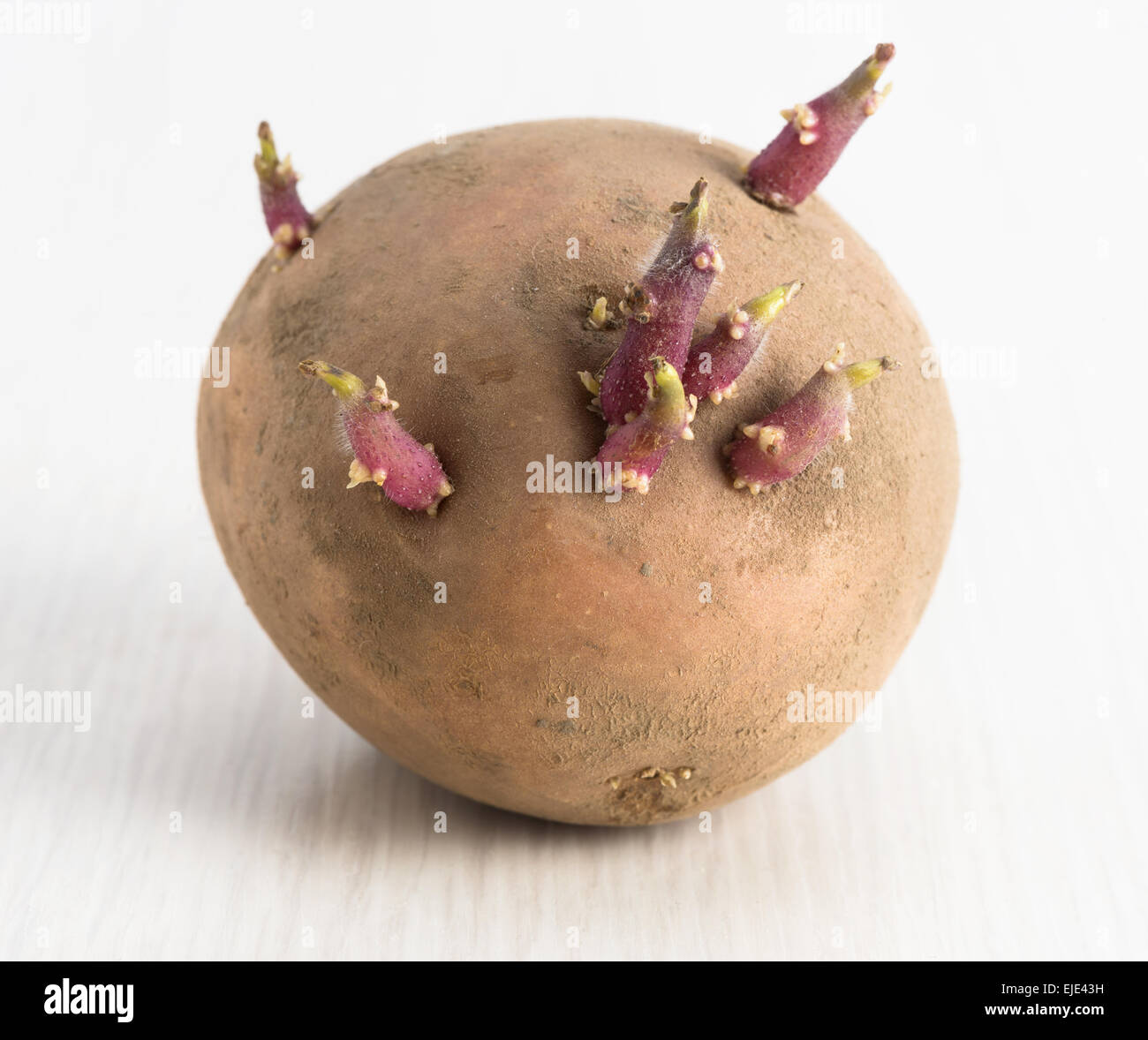 Potato sprouts hi-res stock photography and images - Alamy