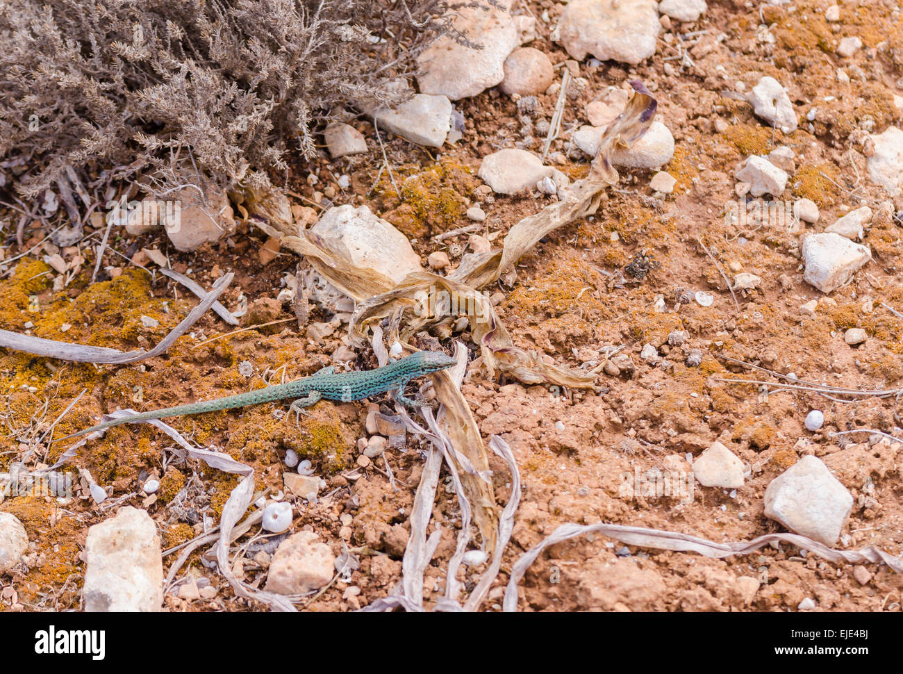 Ibiza wall lizard (Podarcis pityusensis), Formentera Balearic Islands ...