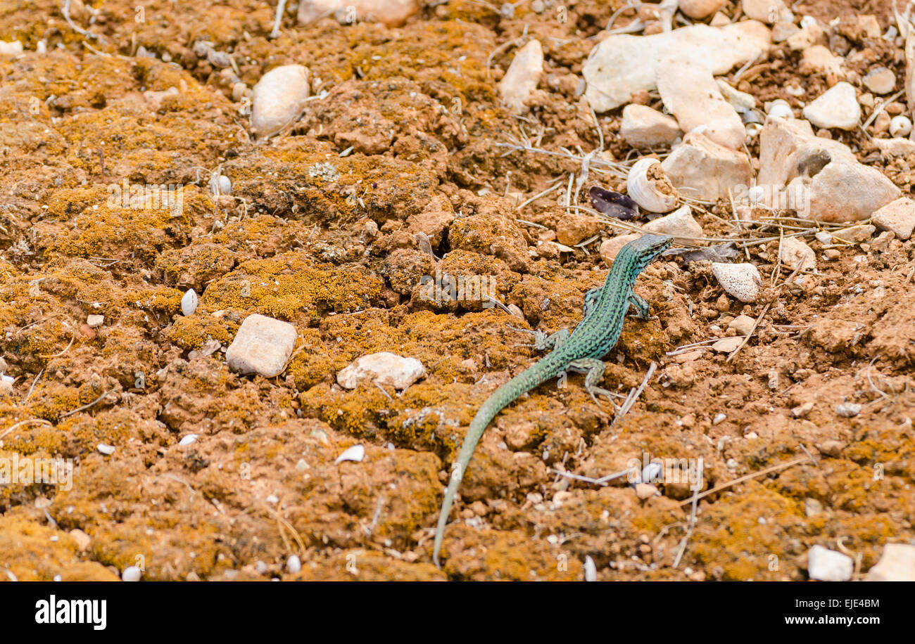 Ibiza wall lizard (Podarcis pityusensis), Formentera Balearic Islands ...