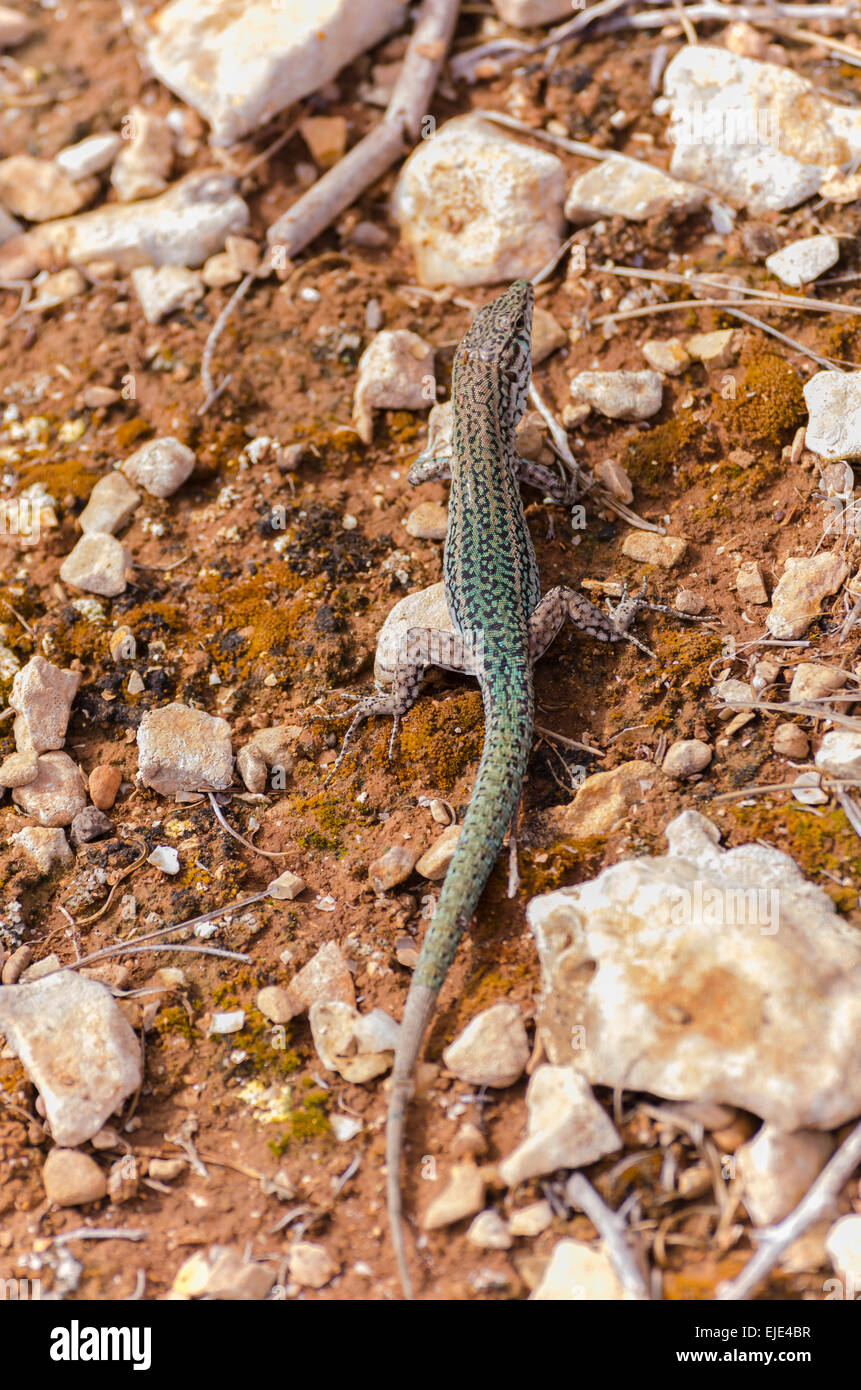Ibiza wall lizard (Podarcis pityusensis), Formentera Balearic Islands ...