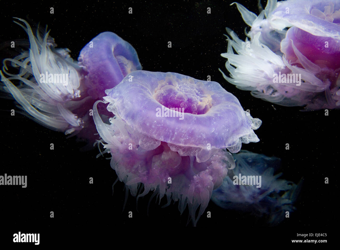 Jelly Fish Floating in Water Stock Photo - Alamy