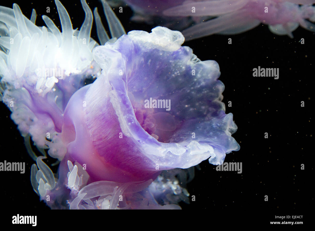 Jelly Fish Floating in Water Stock Photo - Alamy