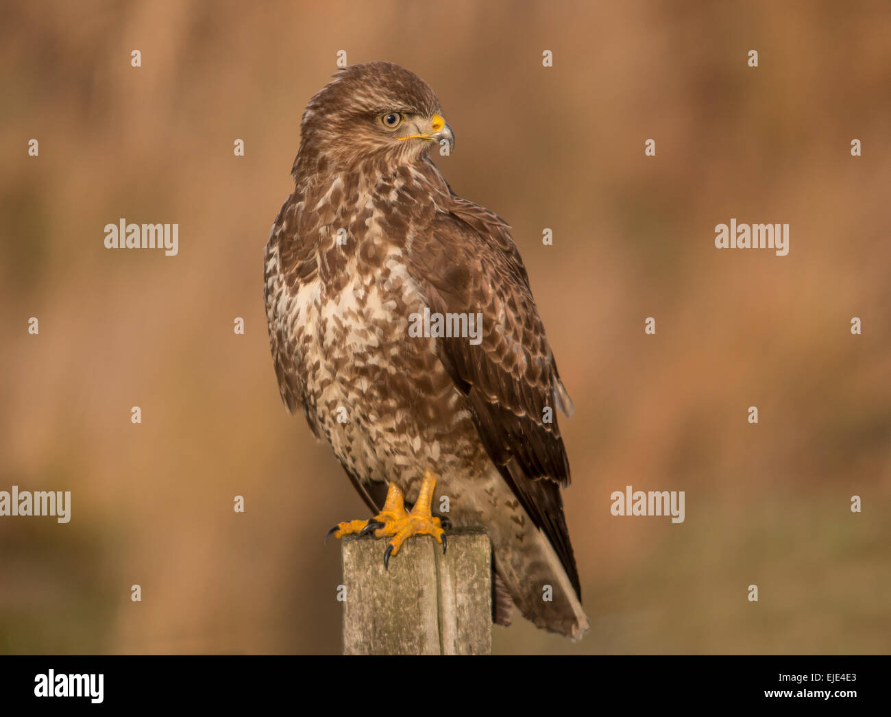 Common Buzzard in the morning sun Stock Photo - Alamy