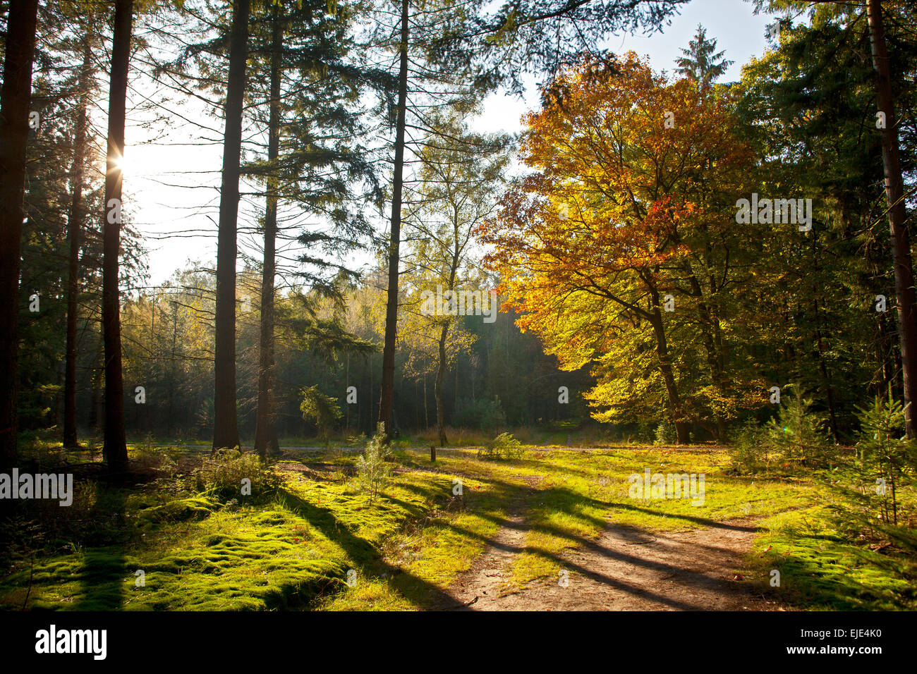 Dutch forrest in the autumn Stock Photo - Alamy