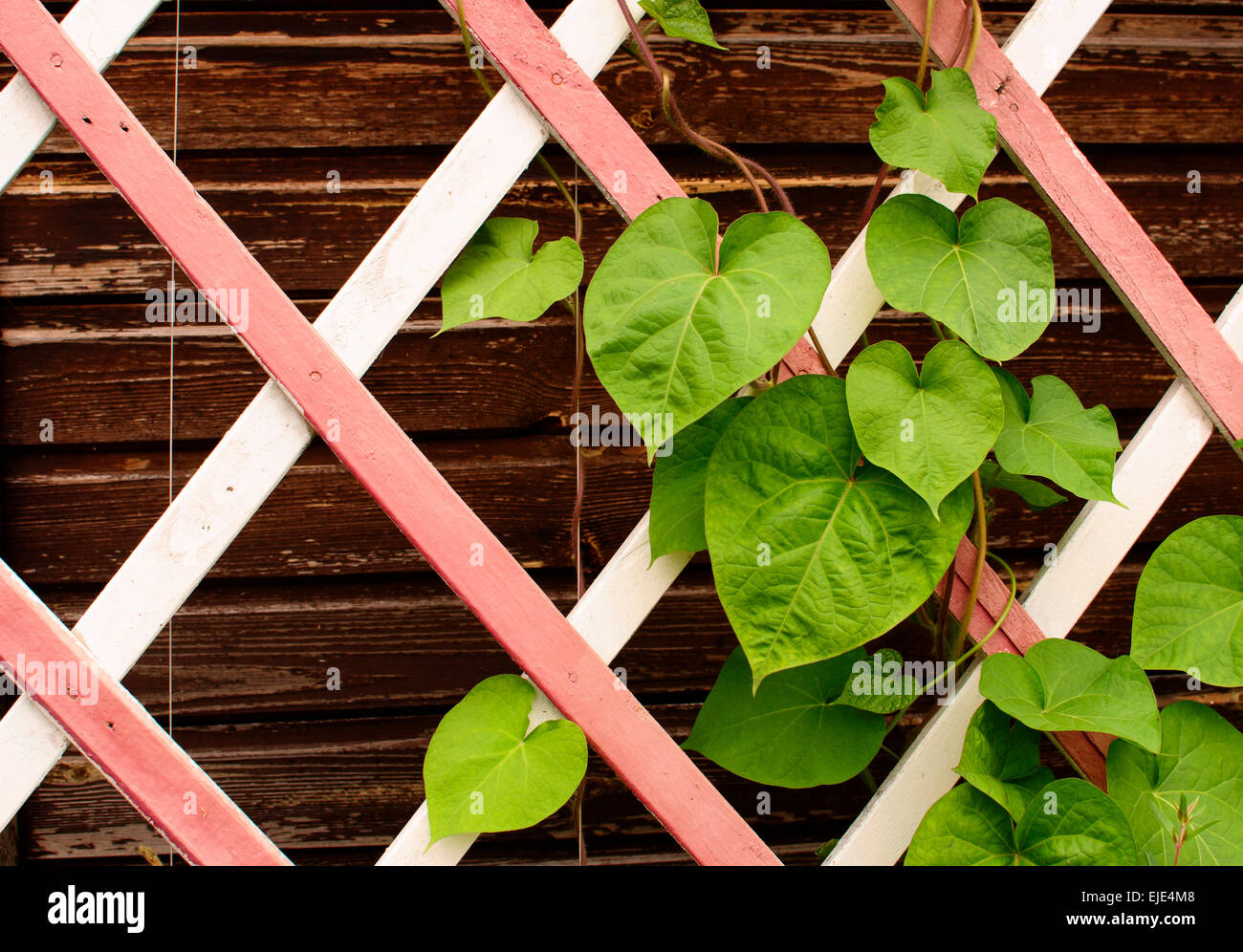Clematis leaves curl hi-res stock photography and images - Alamy