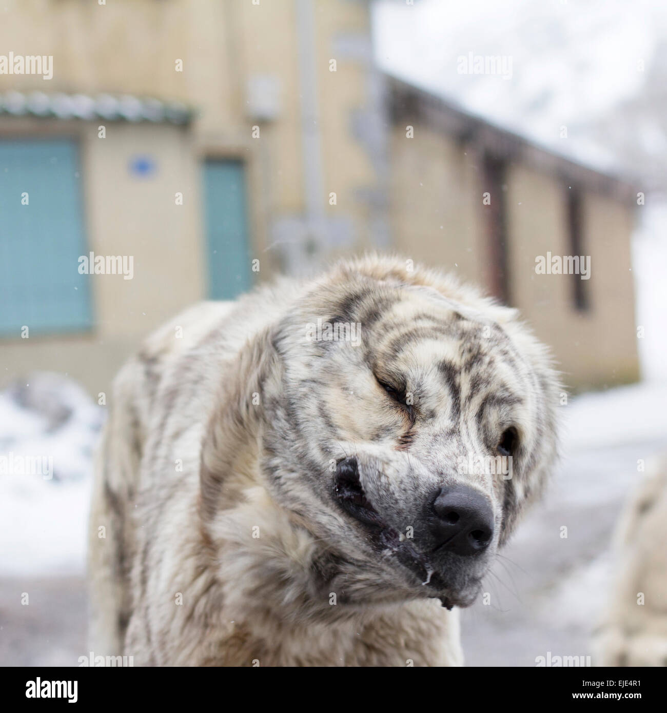 Dog shaking head hi-res stock photography and images - Alamy
