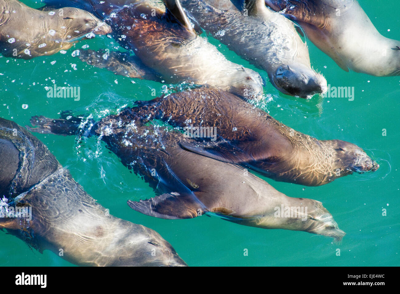 California sea lions monterey california hi-res stock photography and ...