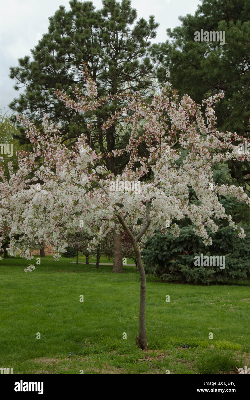 Malus RED SPLENDOR , crabapple variety Stock Photo - Alamy