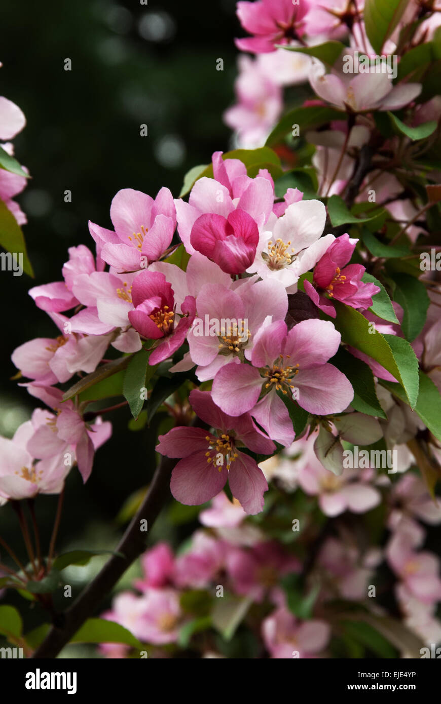 Malus RED SPLENDOR, crabapple variety Stock Photo - Alamy