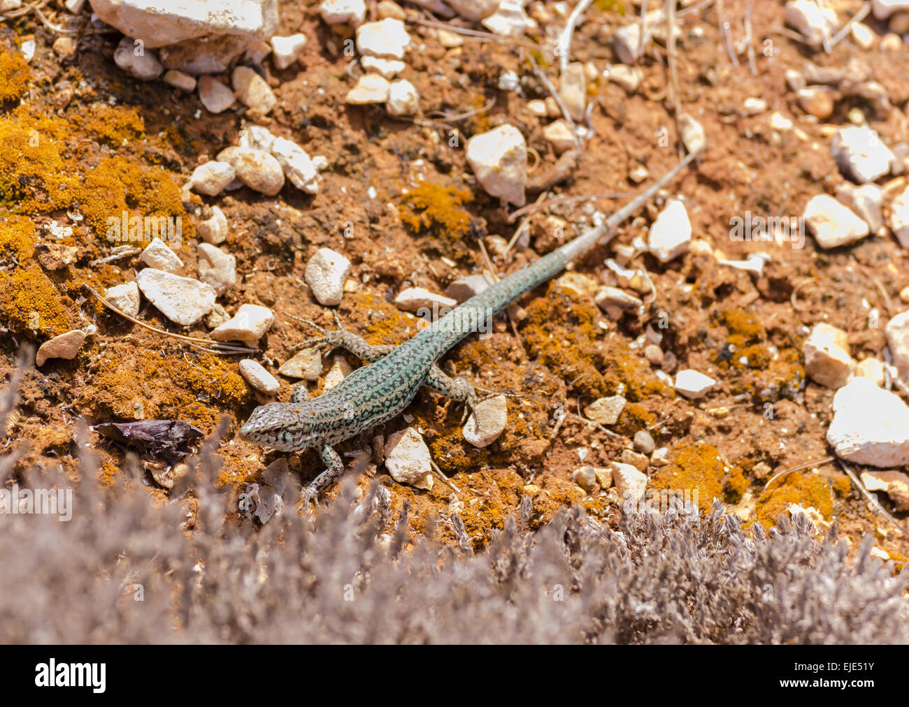 Ibiza wall lizard hi-res stock photography and images - Alamy